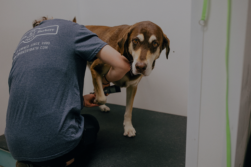 Walk-In Nail Trims – Brookside Barkery & Bath