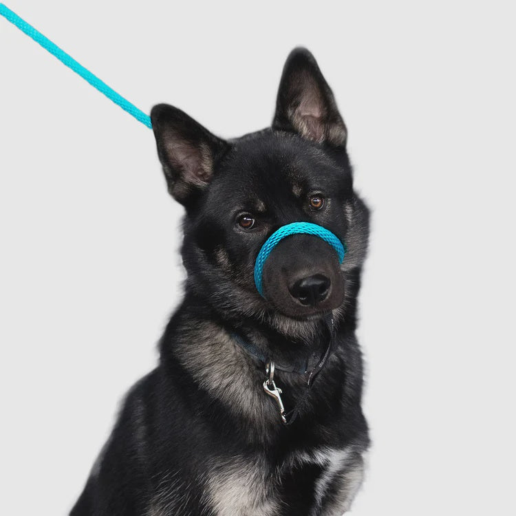 Heather's Heroes Sidekick No-Pull Dog Leash - Regular 3/8", 6ft ...